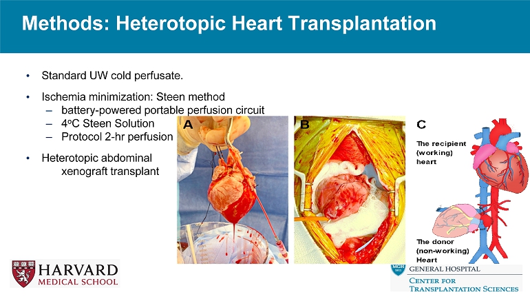 Methods: Heterotopic Heart Transplantation • Standard UW cold perfusate. • Ischemia minimization ...